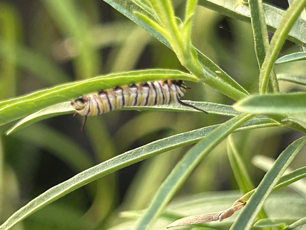 Monarch from Baltimore St, Los Angeles, CA, US on August 31, 2023 at 06 ...