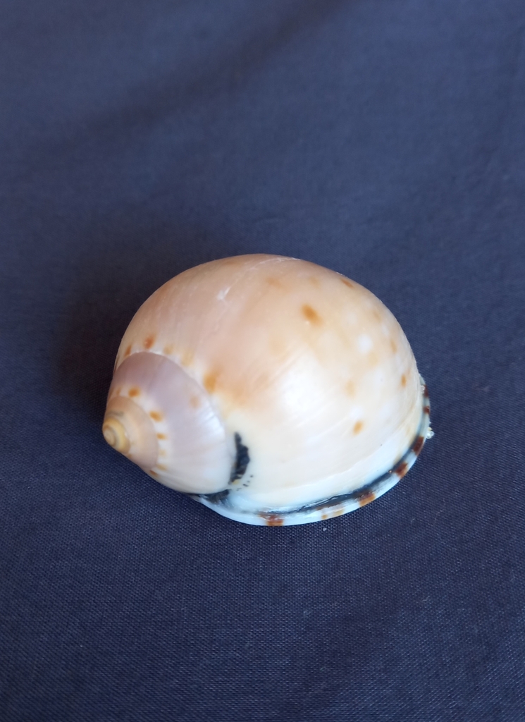 Labiate Helmet Snail from Australia on August 27, 2023 at 08:00 AM by ...