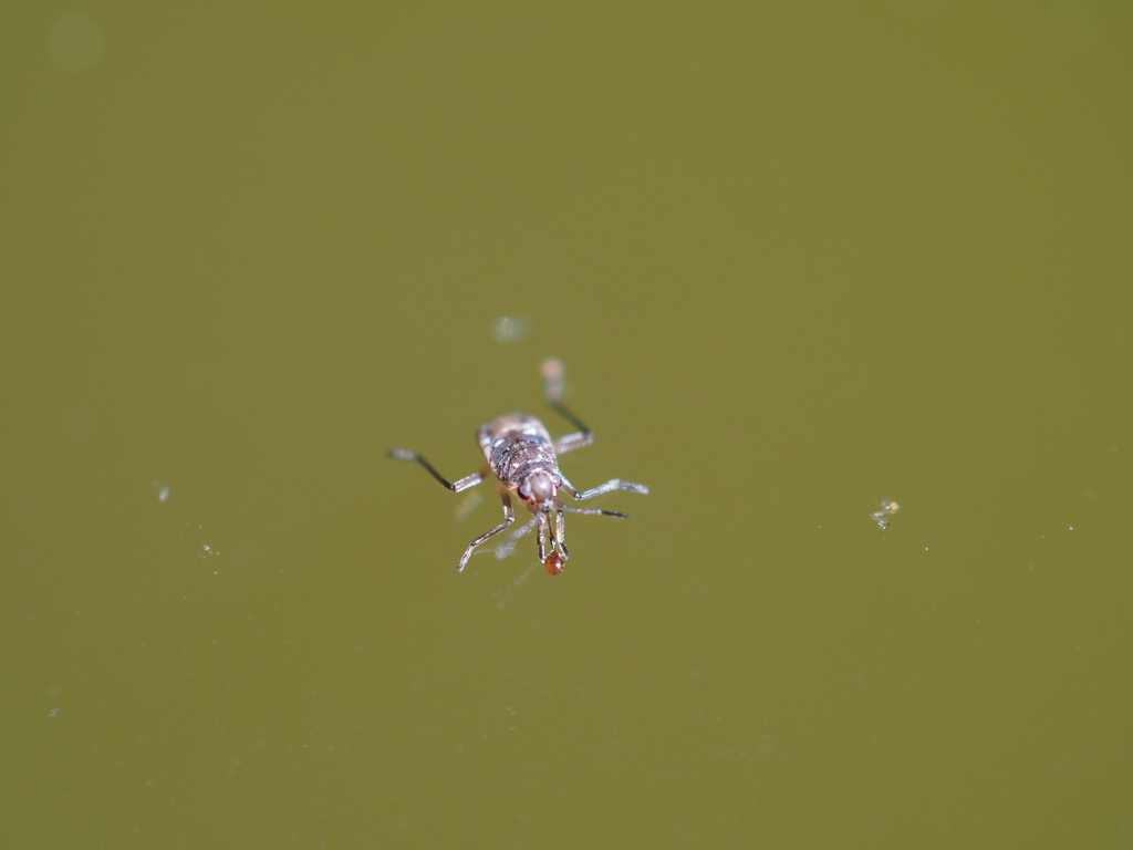 Microvelia americana in August 2023 by alisho · iNaturalist