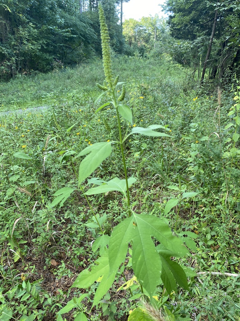 giant ragweed in August 2023 by Christopher David Benda · iNaturalist