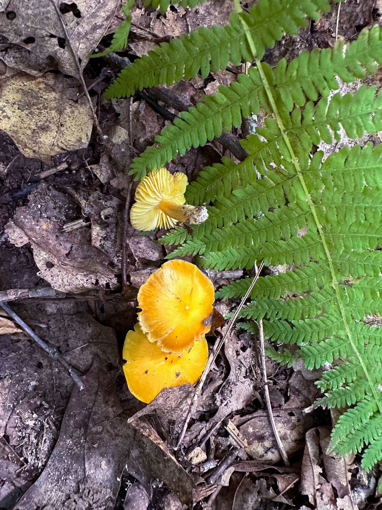 Golden Waxy Cap from Jackson County, NC, USA on August 26, 2023 at 10: ...