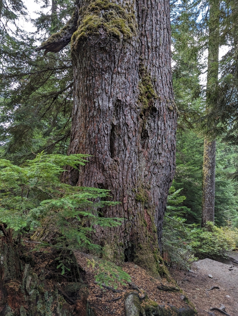 western hemlock from North Bend, WA 98045, USA on August 31, 2023 at 10 ...