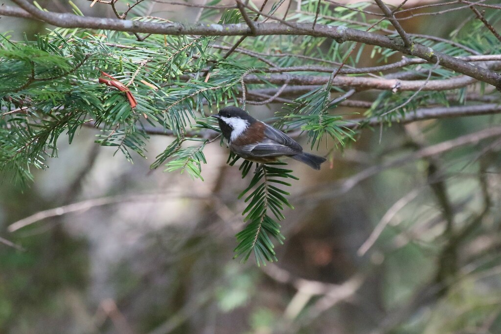 Chestnut-backed Chickadee from San Juan County, WA, USA on August 31 ...