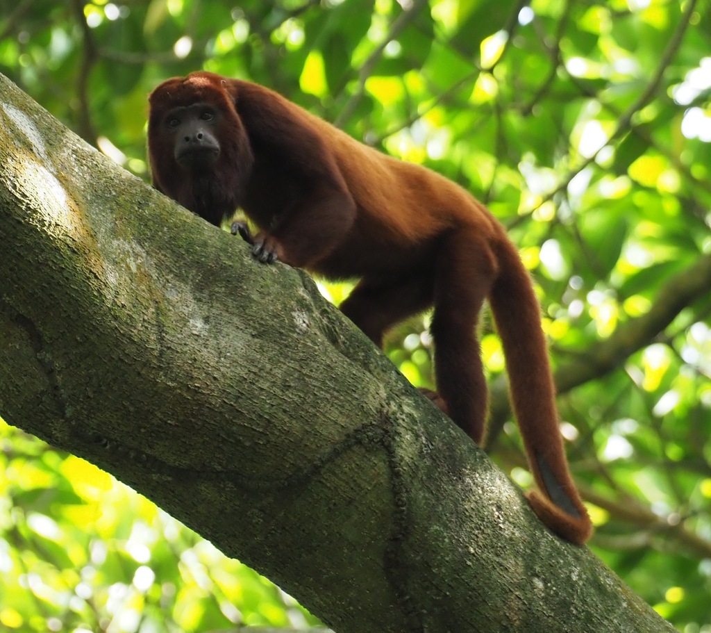 Colombian Red Howler Monkey from Santa Marta, Magdalena, Colombia on ...