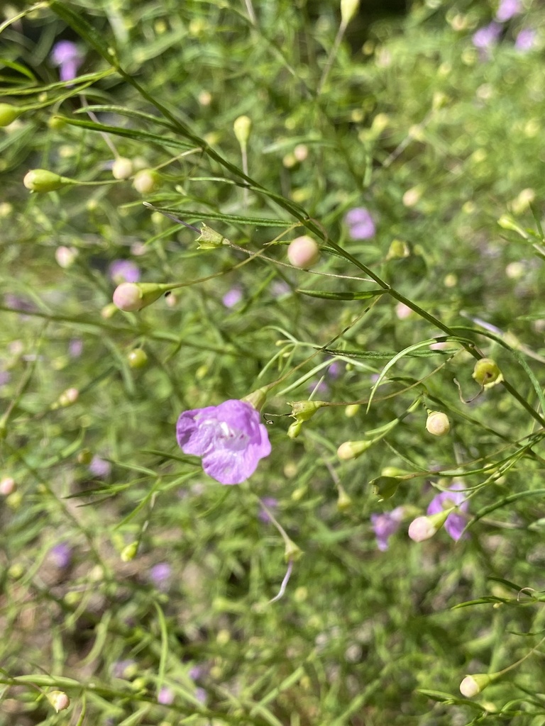 slender false foxglove in August 2023 by Christopher David Benda ...