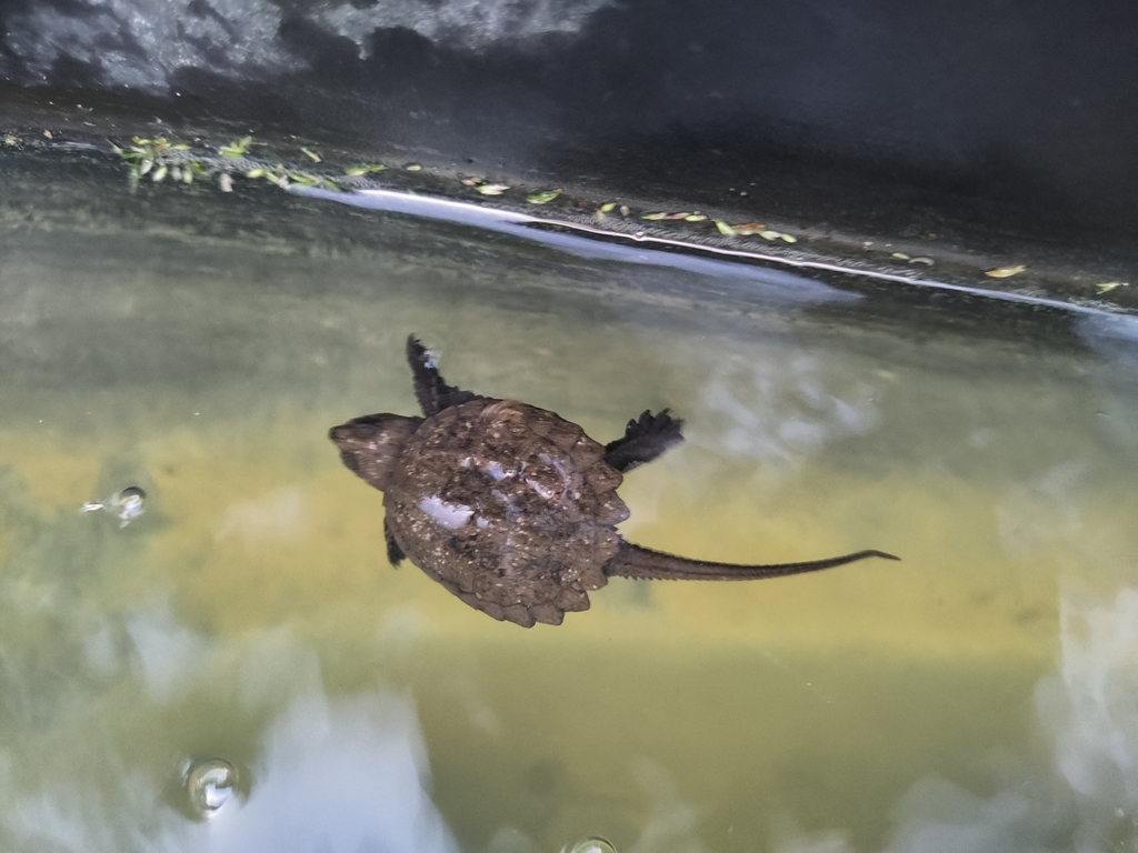 Common Snapping Turtle from Moscow Township, MN, USA on August 31, 2023 ...