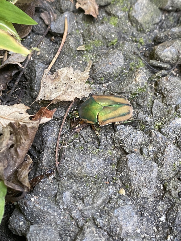 Common Green June Beetle from Woodway Rd, Stamford, CT, US on August 1 ...