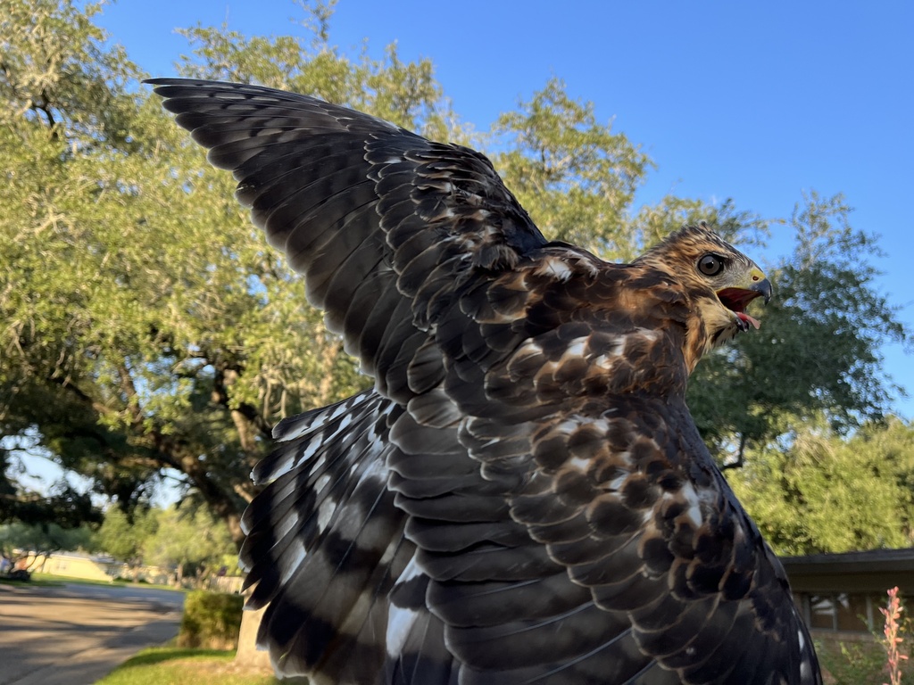 Broad-winged Hawk from Alice, TX, US on August 31, 2023 at 06:50 PM by ...