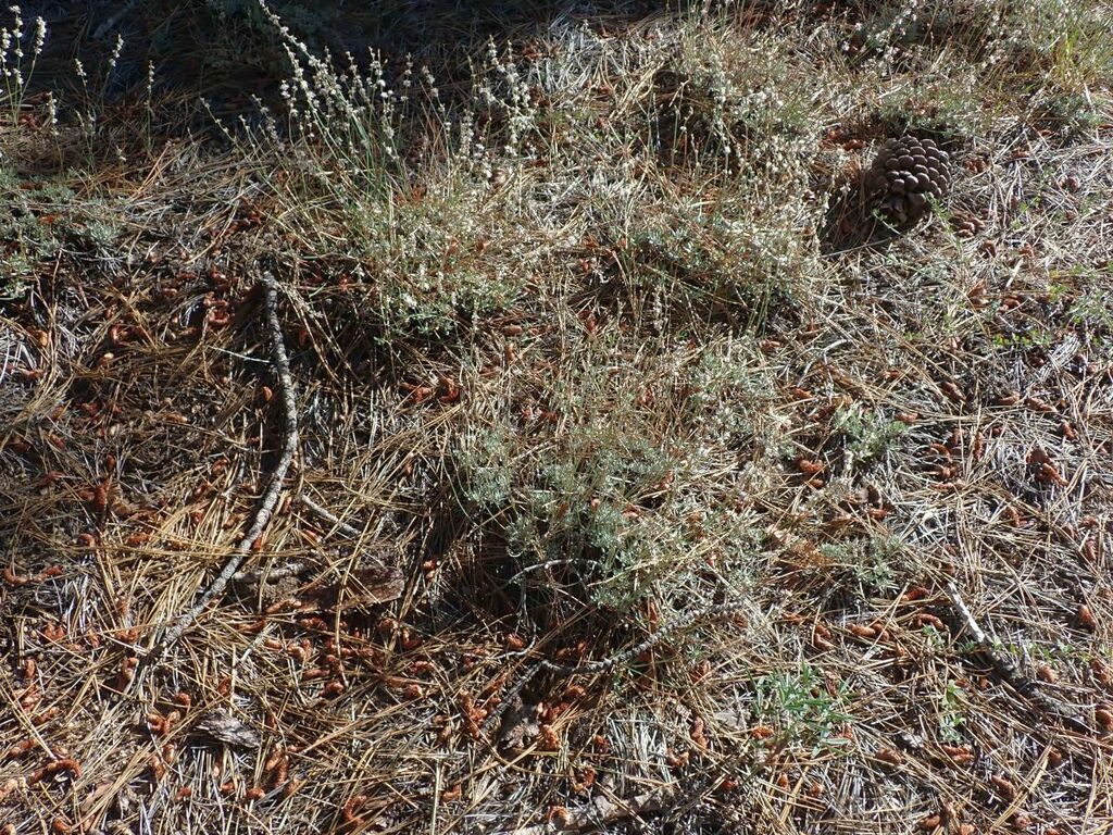 ringed-stem bastard-sage from Riverside County, CA, USA on August 28 ...