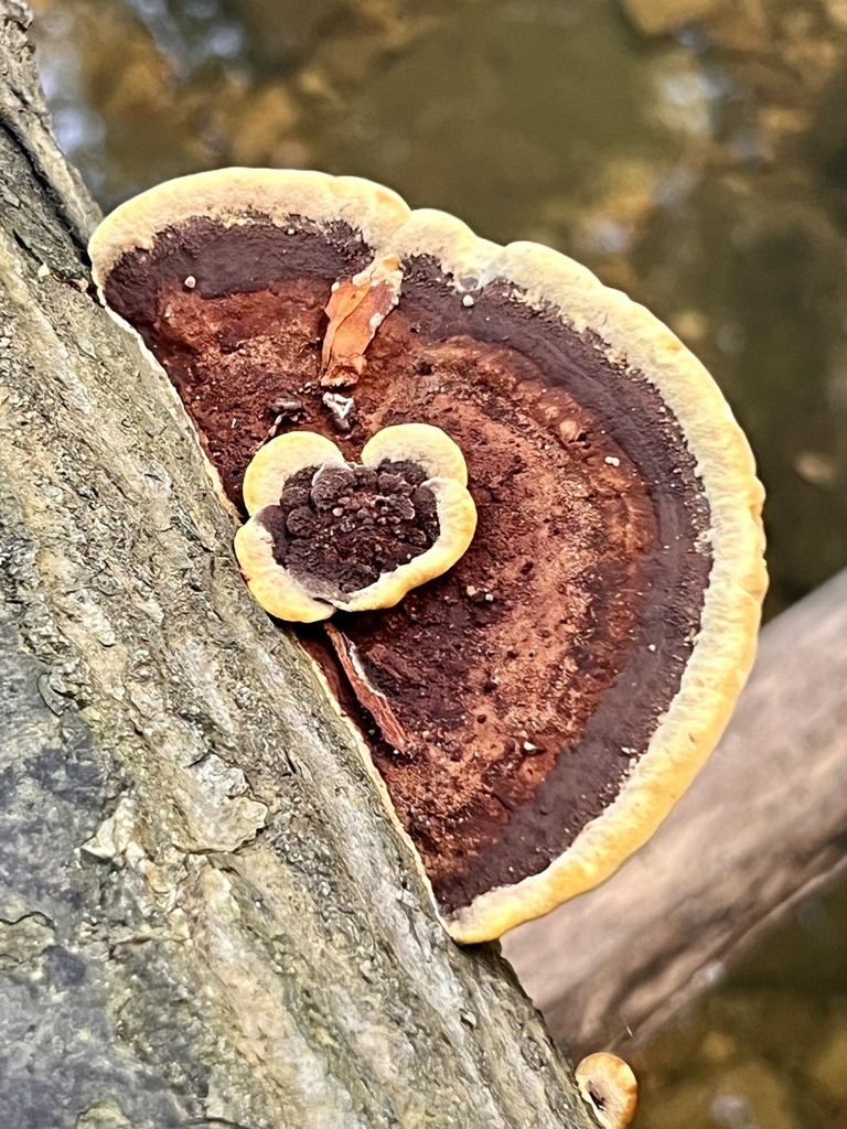 Mustard Yellow Polypore from Lenox Rd NE, Atlanta, GA, US on August 31 ...