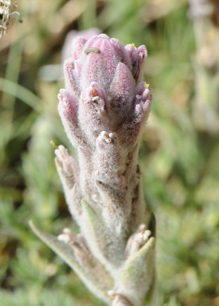 split-hair paintbrush from Siskiyou Gap Trail off NF 20, Jackson County ...