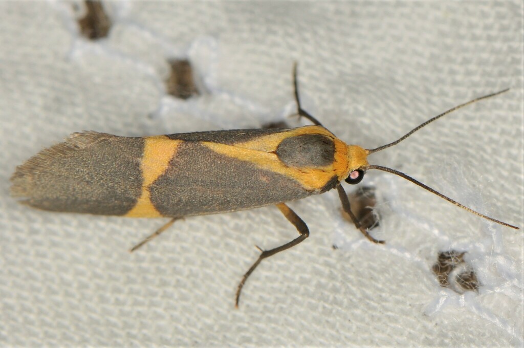 Thin-banded Lichen Moth in August 2023 by Elliott Gordon. followed me ...
