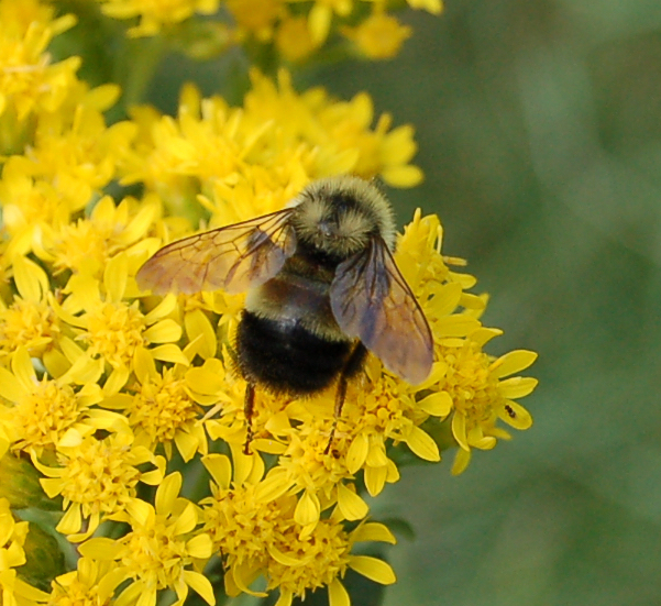 Rusty-patched Bumble Bee in August 2023 by Bob Payton · iNaturalist