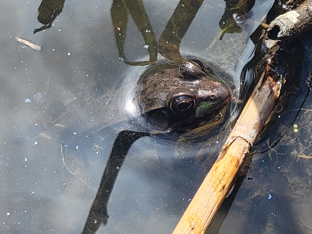 Green Frog from Greentree, Cherry Hill, NJ, USA on August 31, 2023 at ...