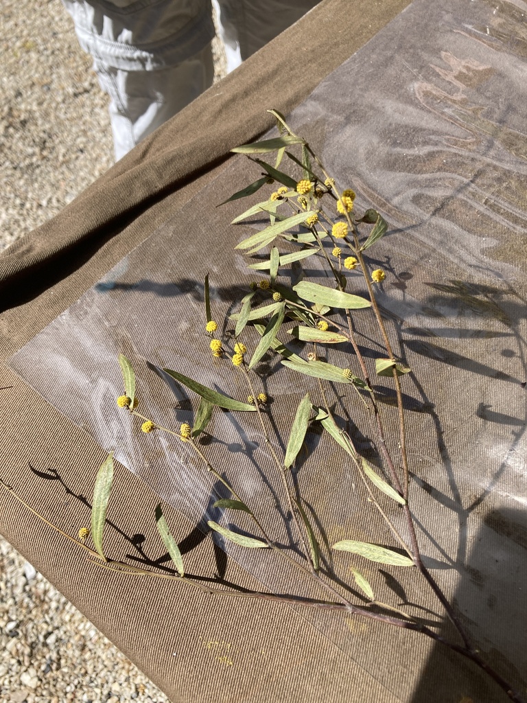 Varnish Wattle from Coalbrook St, McKellars Park, NSW, AU on September ...