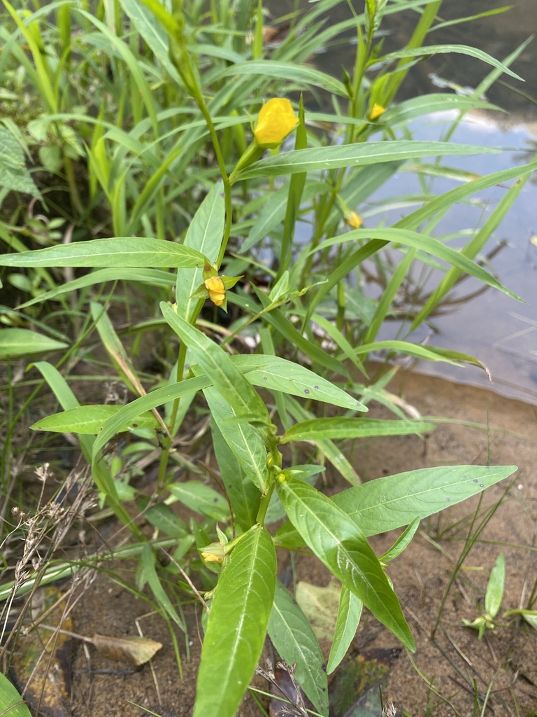 Seedbox in August 2023 by Christopher David Benda · iNaturalist