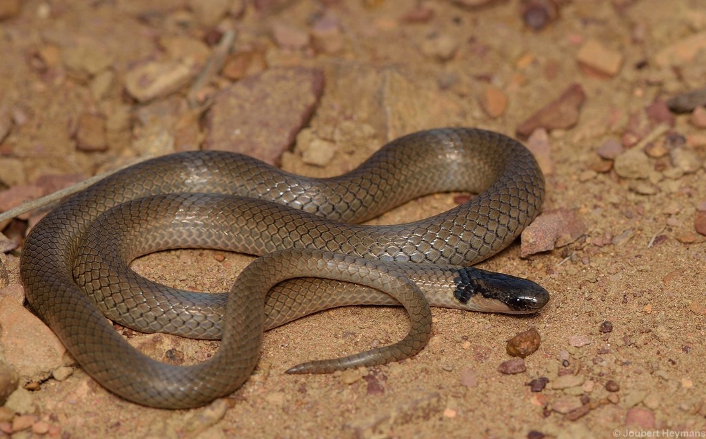 Cape Centipede-Eater (Reptiles of the world ) · iNaturalist