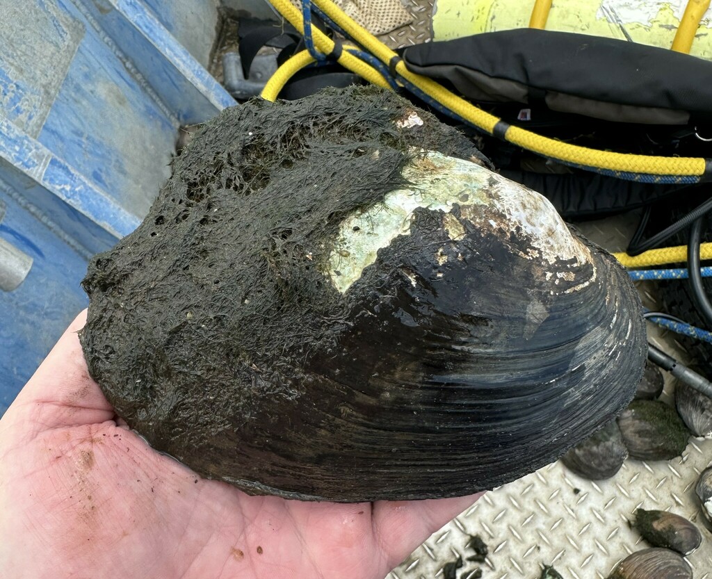 Pink Heelsplitter from Tennessee River, Wilson Reservoir, Hog Island ...