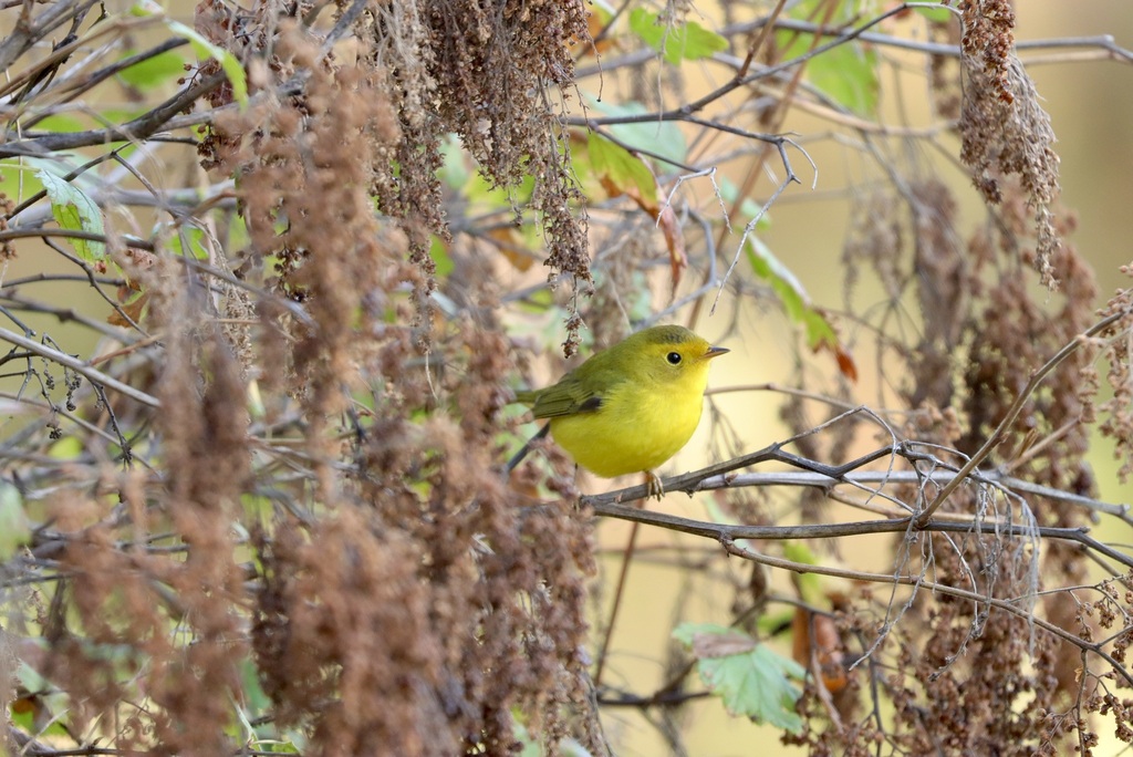 Wilson's Warbler from Spokane County, WA, USA on August 31, 2023 at 09: ...