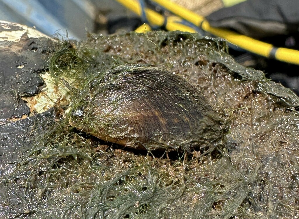 Zebra Mussel from Tennessee River, Wilson Reservoir, Hog Island ...