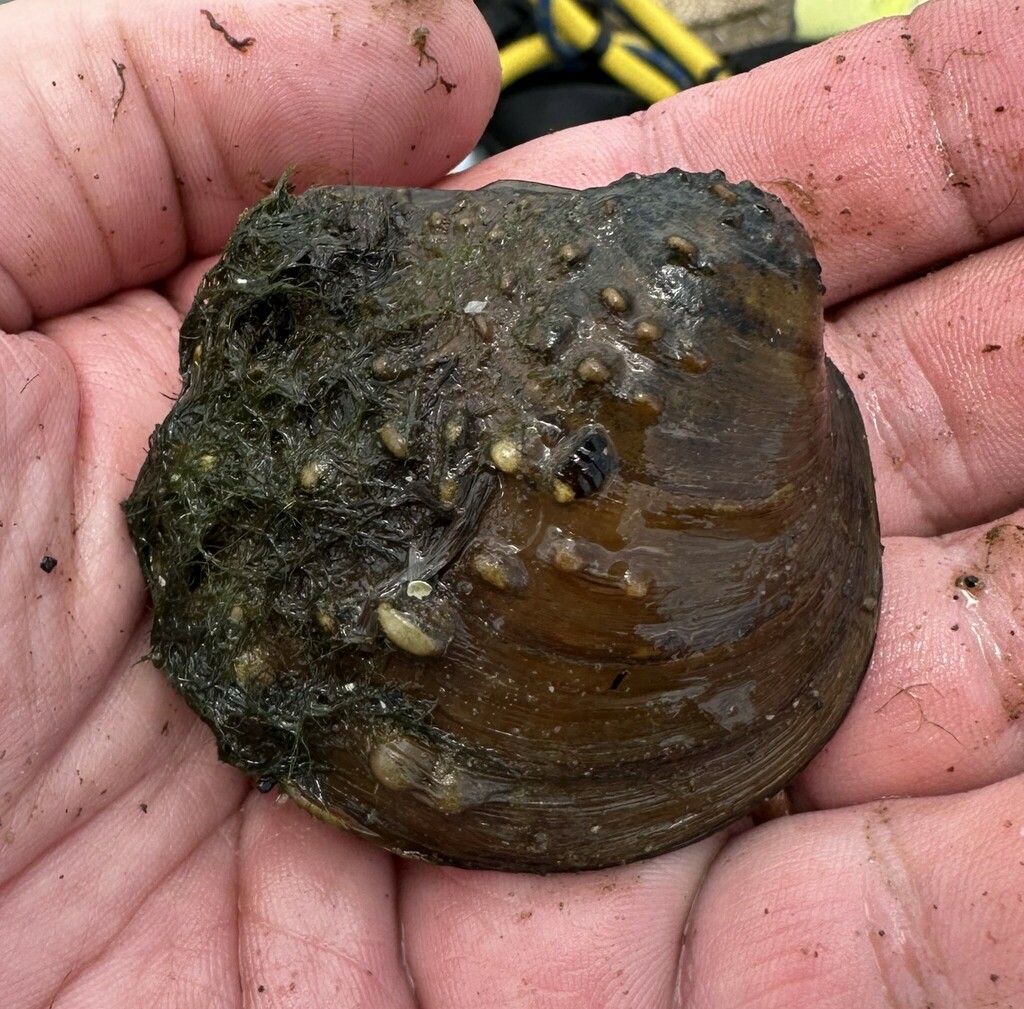 Purple Wartyback from Tennessee River, Wilson Reservoir, Hog Island ...