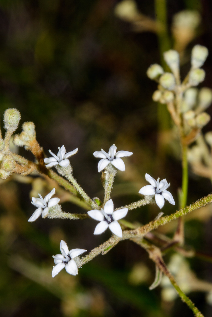 Astrotricha from Esk NSW 2472, Australia on August 9, 2006 at 02:29 PM ...