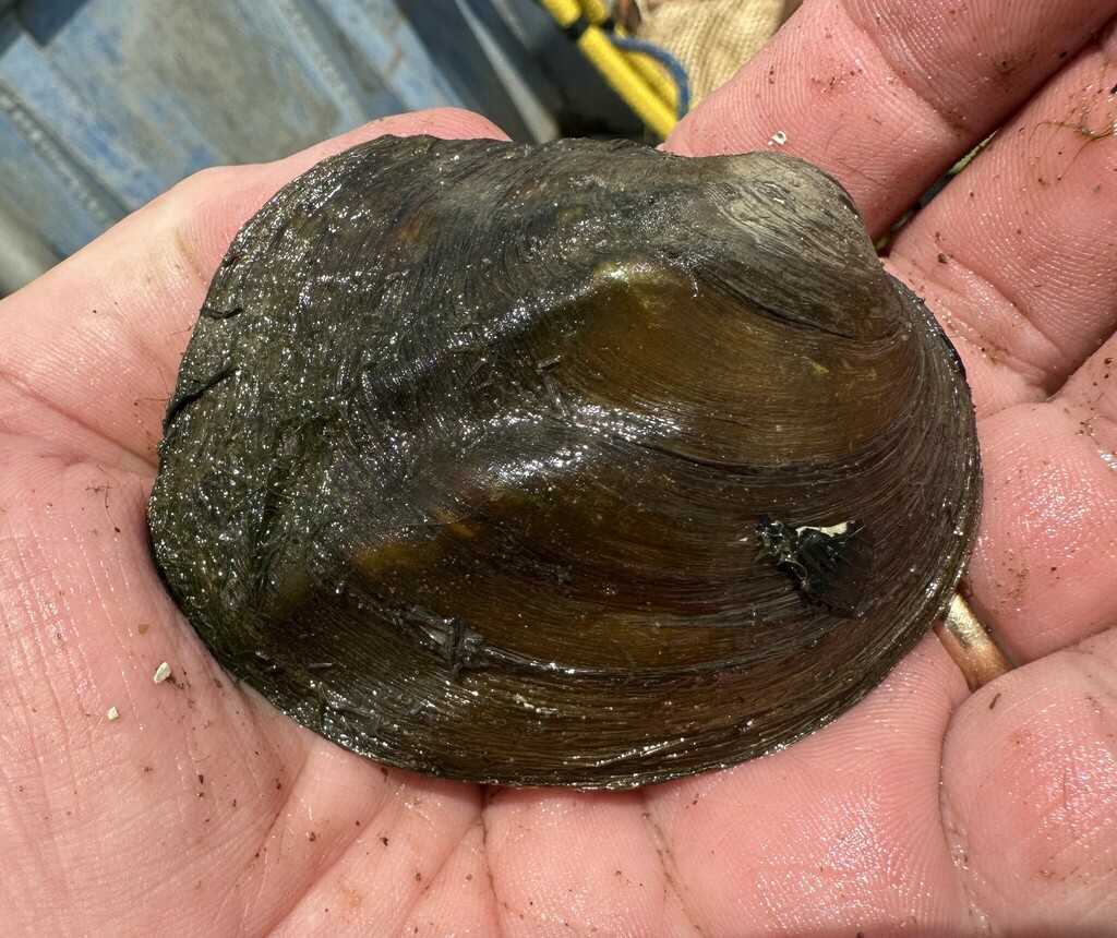 Three-ridge Mussel from Tennessee River, Wilson Reservoir, Hog Island ...