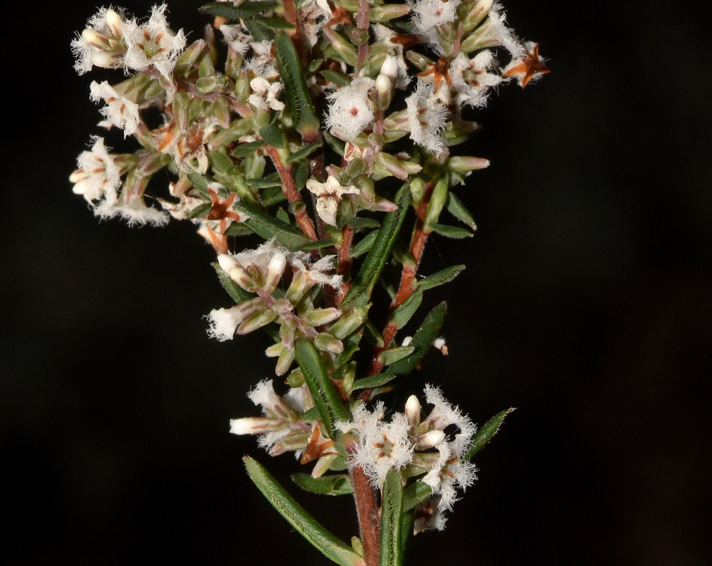 Fringed Beard-heath from Calverts Lagoon CR TAS 7020, Australia on ...