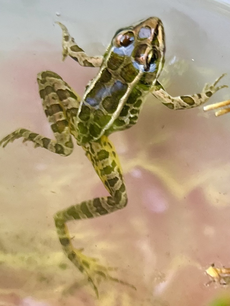 Pickerel Frog from Six Bux Way, Fair Haven, VT, US on August 31, 2023 ...
