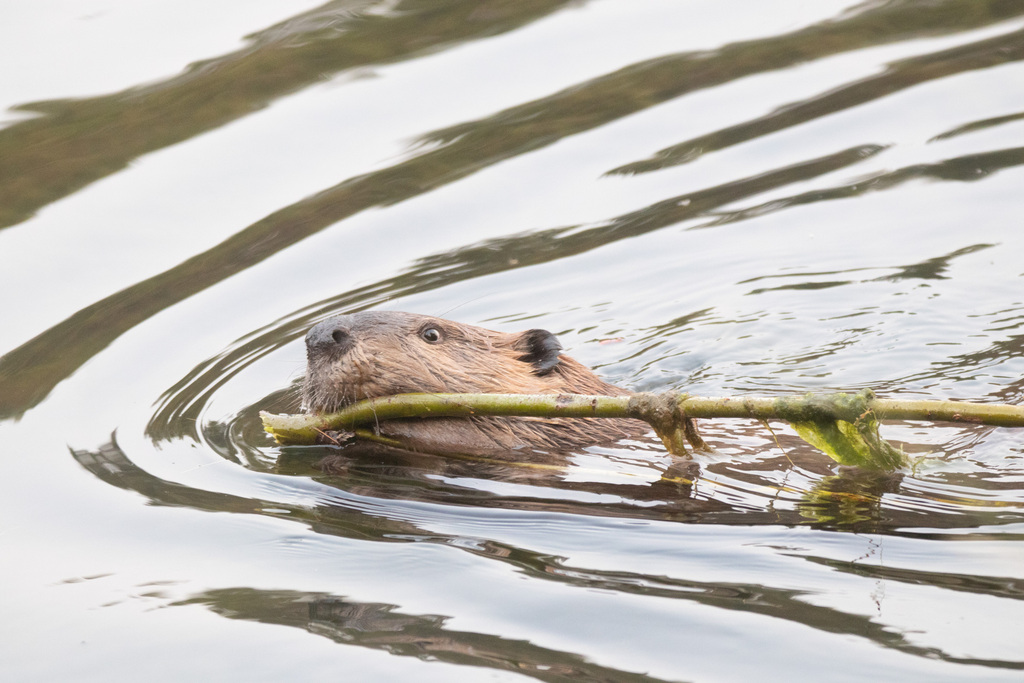 American Beaver from Sunriver, OR 97707, USA on August 29, 2023 at 07: ...