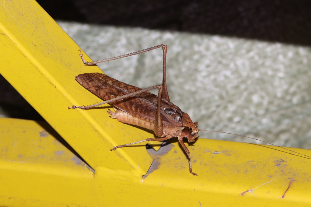 Malaysian Bush-cricket from 中国浙江省杭州市余杭区 on August 31, 2023 at 10:17 PM by 燕旭阳 · iNaturalist