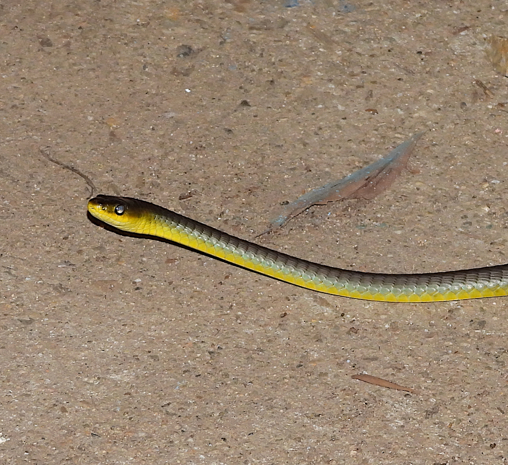 Common Tree Snake from Eatons Crossing, Brisbane QLD, Australia on ...
