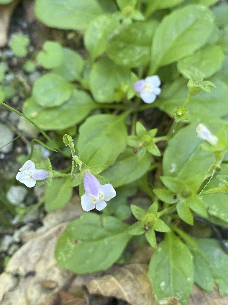 Japanese mazus in August 2023 by Christopher David Benda · iNaturalist