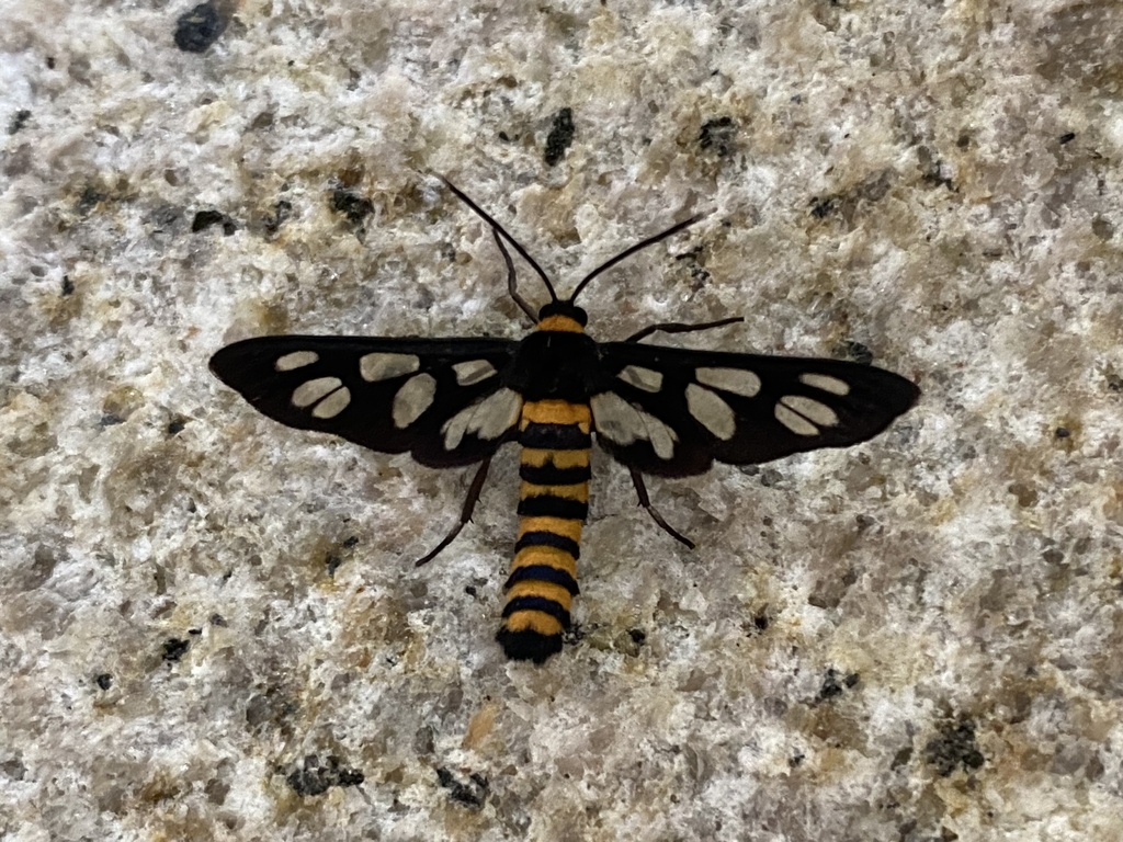 Amata emma from 347国道与045县道交叉口西南120米, 芜湖市, 安徽省, CN on August 29, 2023 ...