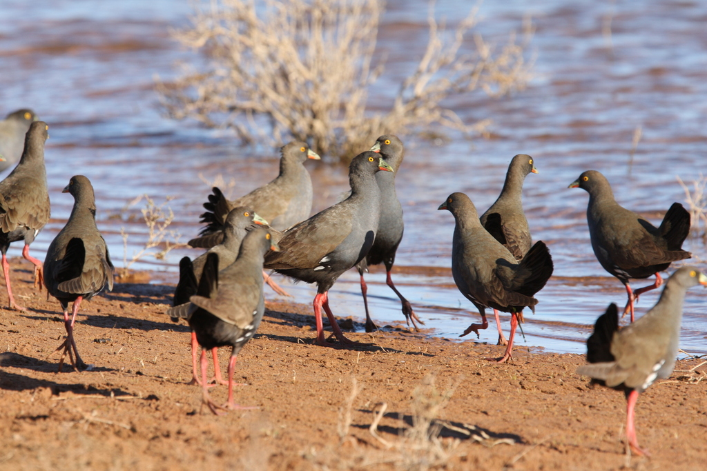 Black-tailed Native-hen from Cunyu Station, Wiluna WA, Australia on May ...