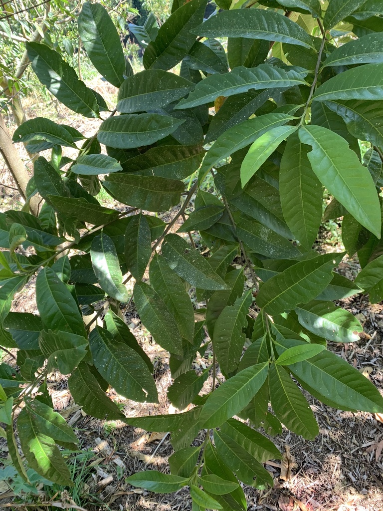 dicots from Dowle St, Bellingen, NSW, AU on August 30, 2023 at 12:58 PM ...