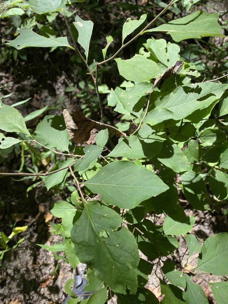 American Snowbell in August 2023 by Christopher David Benda · iNaturalist