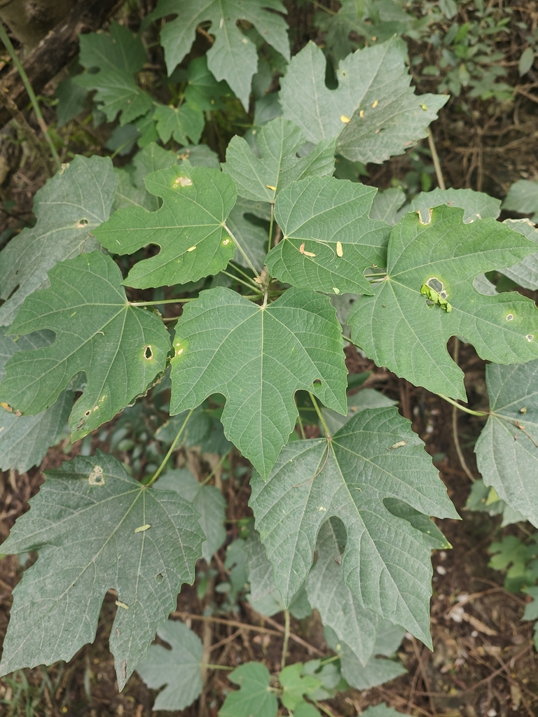 Alim from 813台灣高雄市左營區尾北里 on September 1, 2023 at 01:06 PM by ssnp107-1 ...