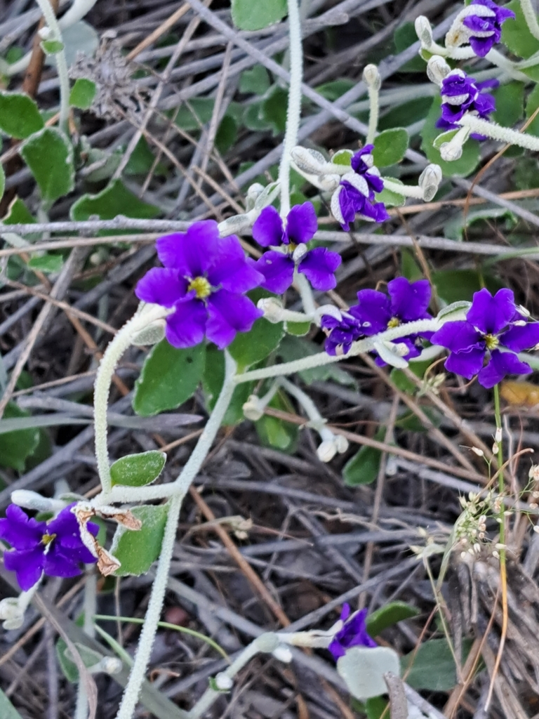 fanflower family from Yetna WA 6532, Australia on August 31, 2023 at 01 ...