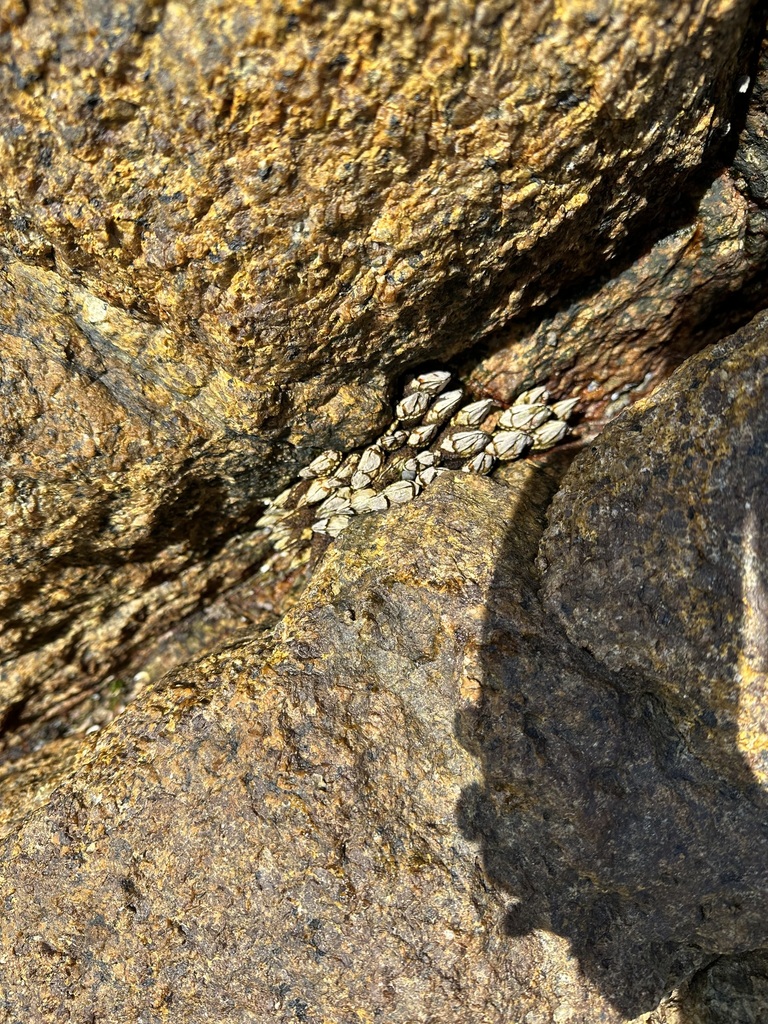 Japanese goose barnacle from 日本、〒761-3110 香川県香川郡直島町 on March 14, 2023 ...