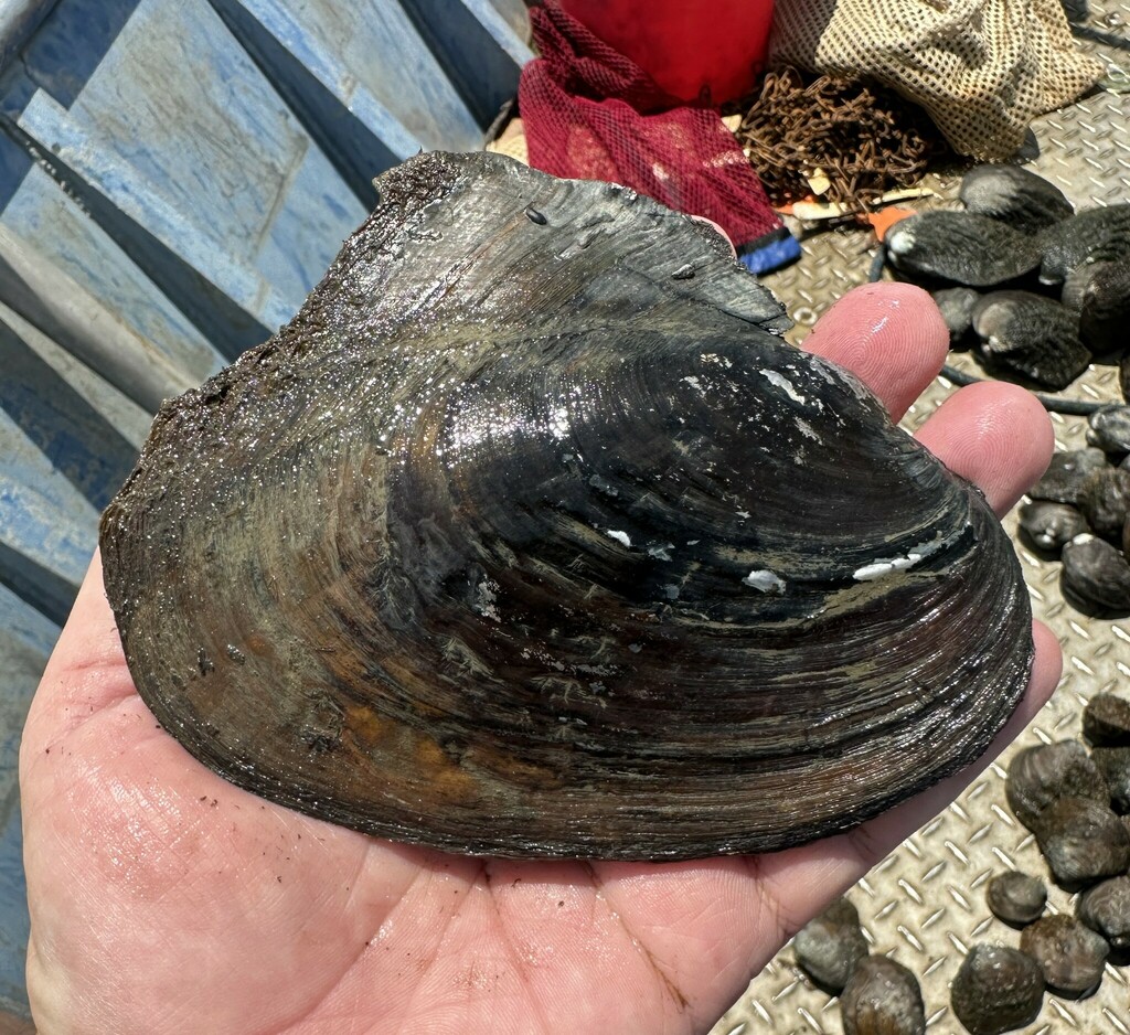 Pink Heelsplitter from Tennessee River, Wilson Reservoir, Hog Island ...