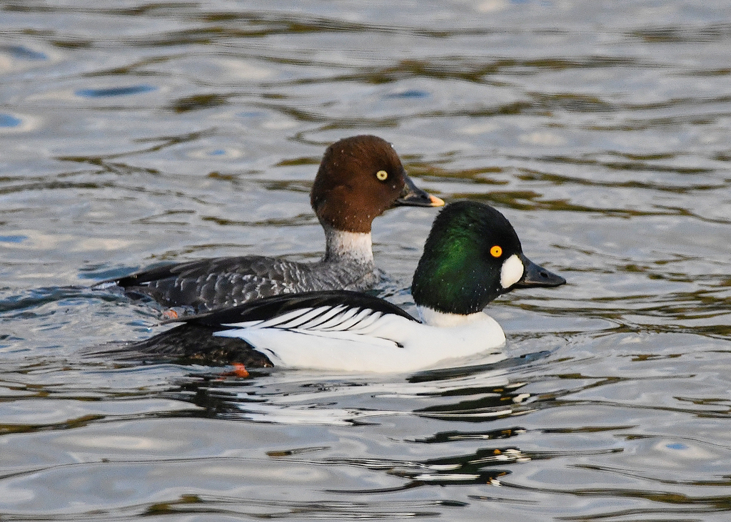 Common Goldeneye (Birds of Rosewood Nature Study Area) · iNaturalist