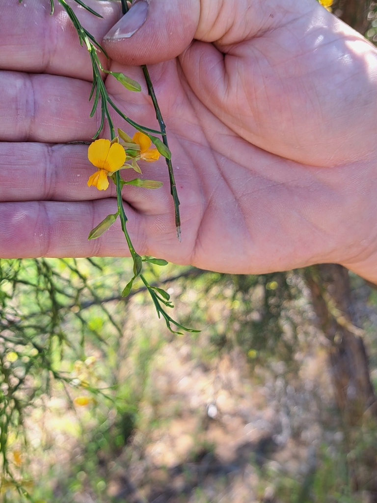 Jacksonia sternbergiana from Yetna WA 6532, Australia on August 31 ...