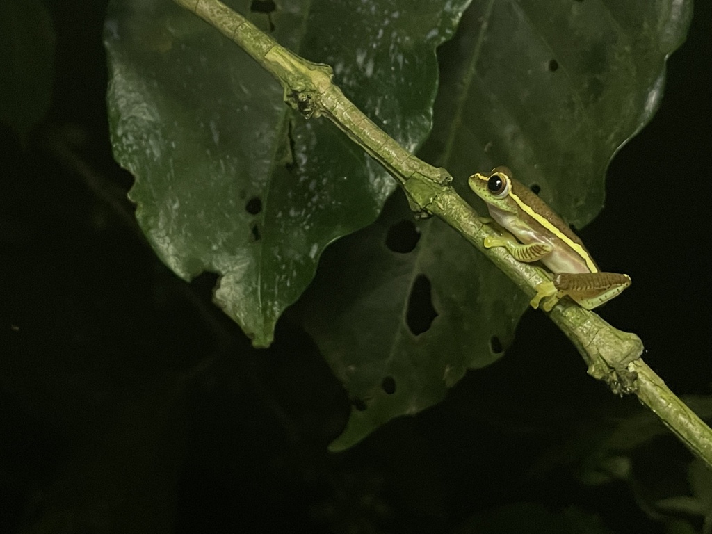 winged gliding frog in August 2023 by Vijay Karthick · iNaturalist