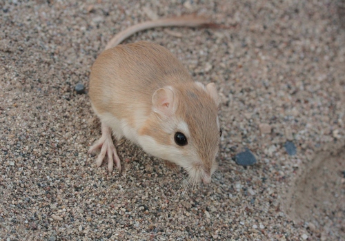 Desert Kangaroo Rat (Small mammals of California) · iNaturalist