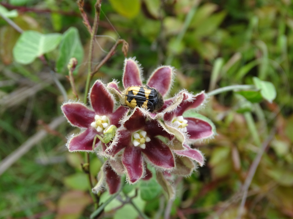 Funastrum elegans from 72596 Guadalupe Victoria Valsequillo, Puebla ...