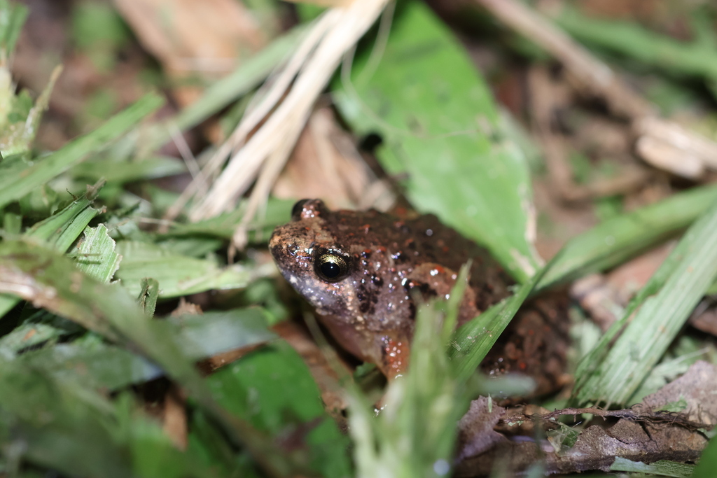 Tubercled Pygmy Frog from lion's nature on August 29, 2023 at 01:12 PM ...