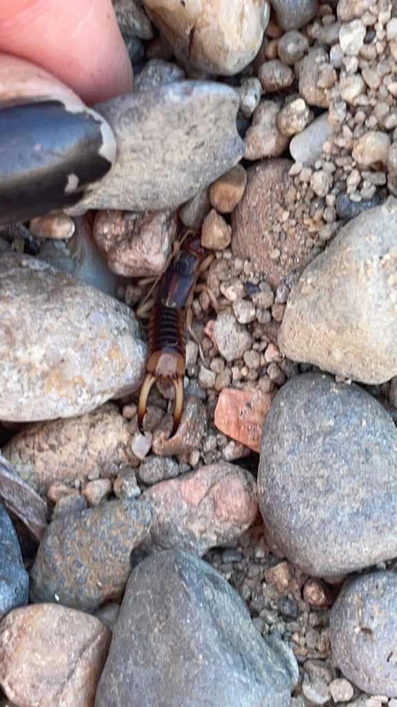 Shore Earwig from Moulins on September 1, 2023 at 09:08 AM by xxravenxx ...