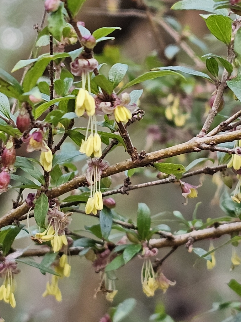 Prickly Currant-Bush from Upwey VIC 3158, Australia on September 1 ...