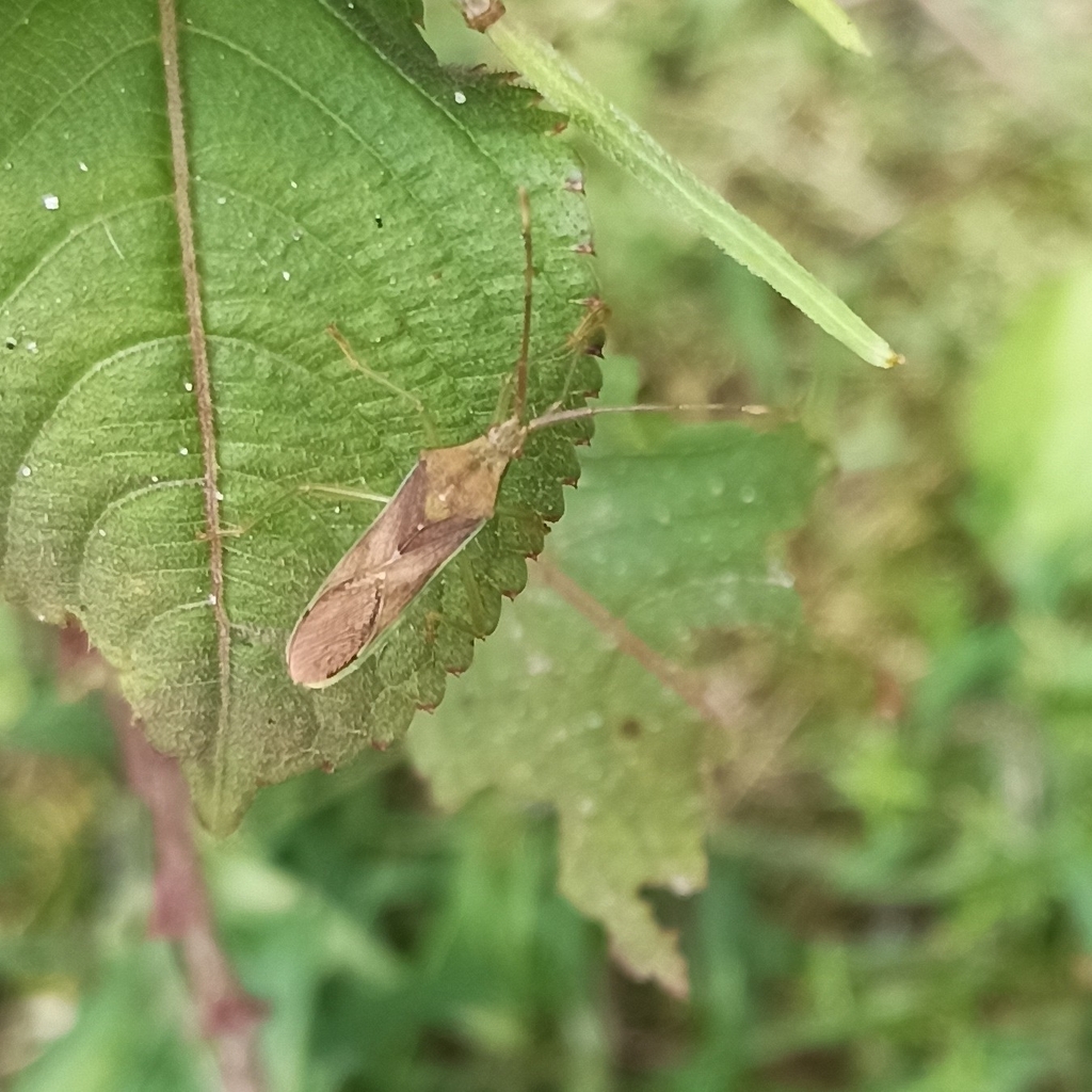 Leaf-footed Bugs from 36JQ+3MJ, Sarmoli, Munsyari, Uttarakhand 262554 ...